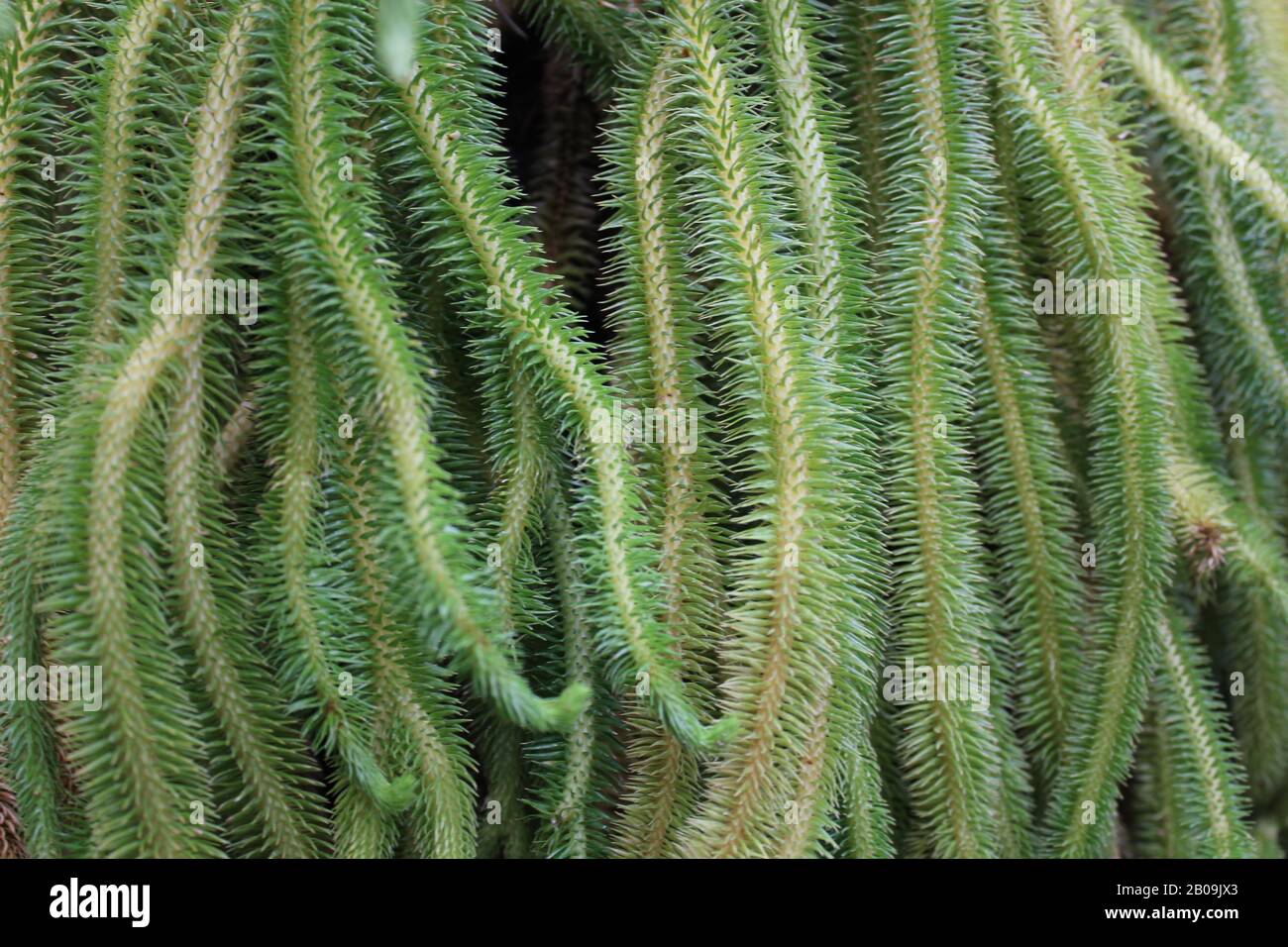 Fresh green Lycopodium squarrosum fern and rock tassel fern, club mode ...