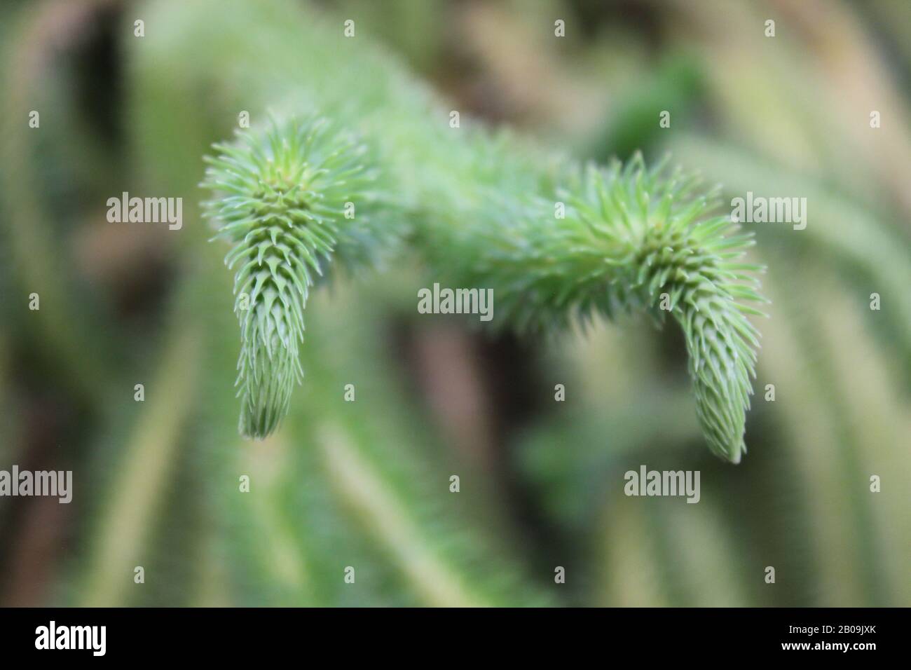 Fresh green Lycopodium squarrosum fern and rock tassel fern, club mode ...