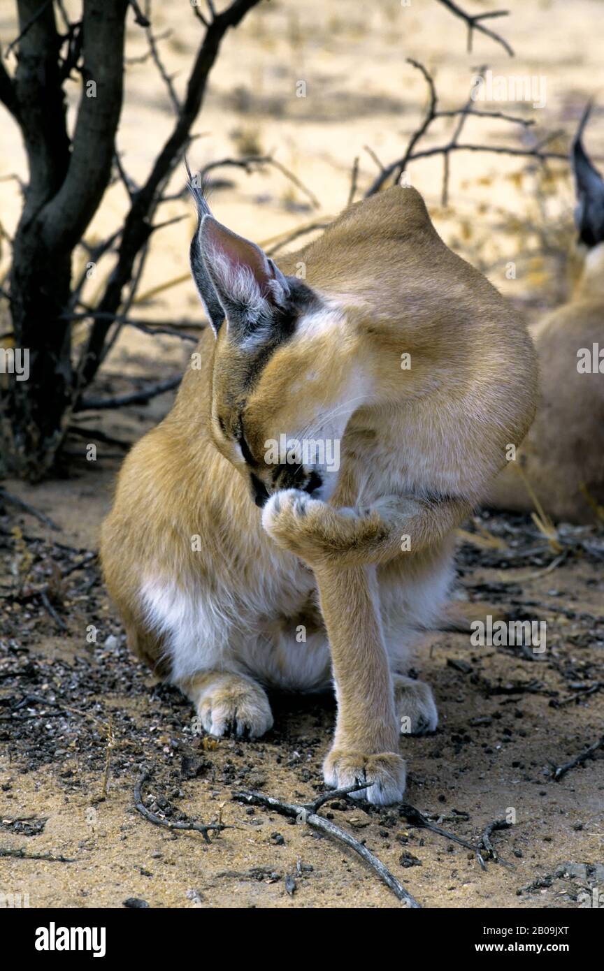 NAMIBIA, OKONJIMA, CARACAL CLEANING ITS FUR Stock Photo - Alamy