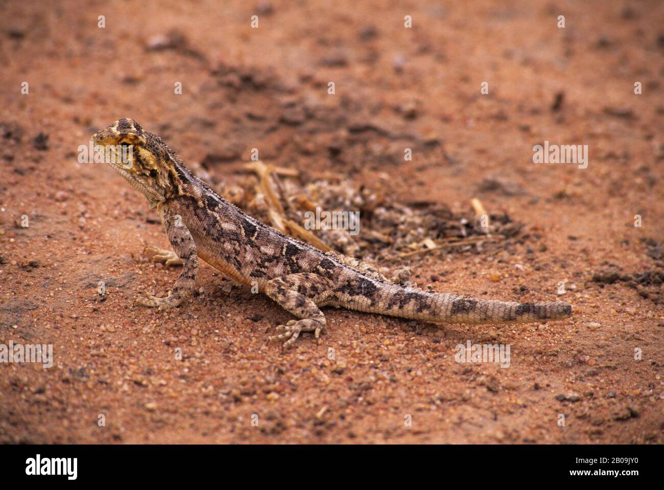 NAMIBIA, OKONJIMA, GROUND AGAMA LIZARD Stock Photo - Alamy