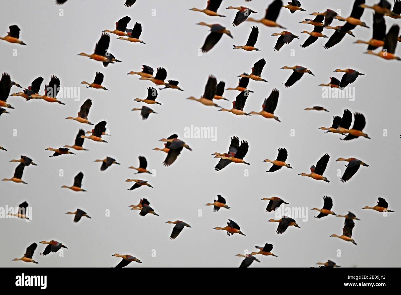 Migratory birds over the lake at Bangladesh Livestock Research ...