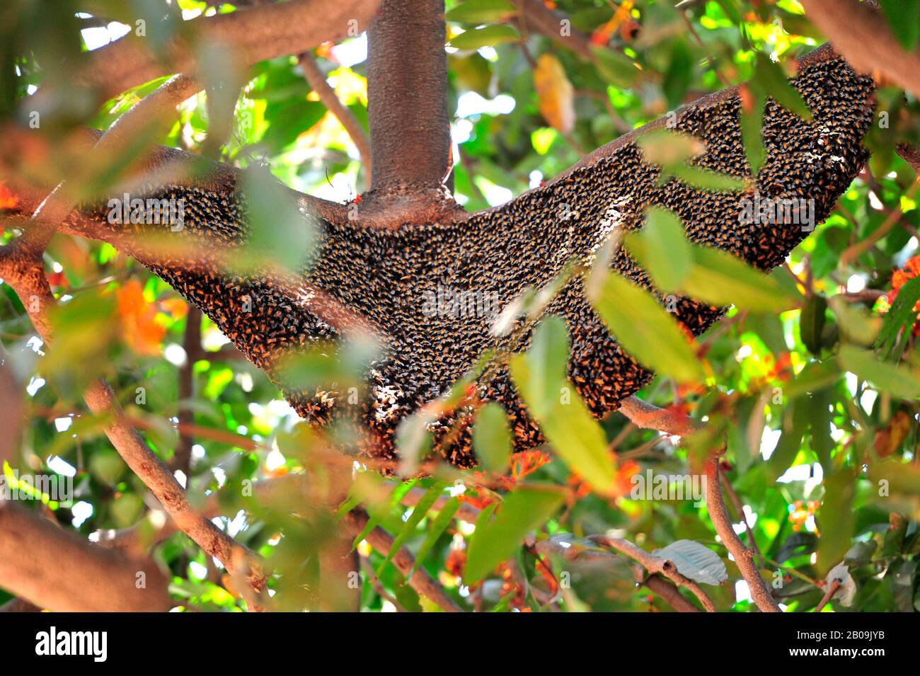 A beehive on a tree in Suhrawardy Udyan, Dhaka, Bangladesh. March 9 ...