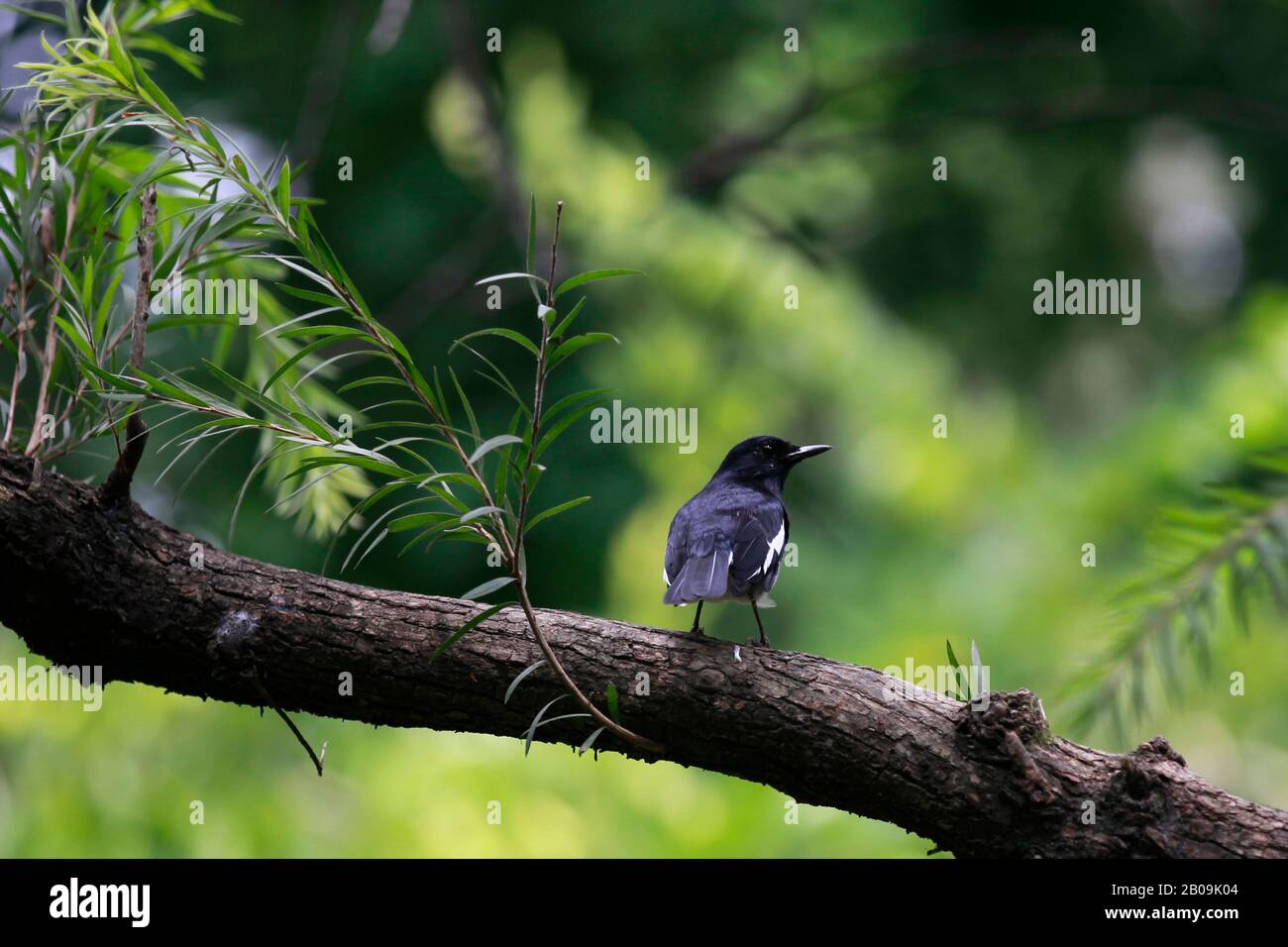 A Magpie-Robin (Copsychuns saularis) or Doel, perched on a tree, in ...