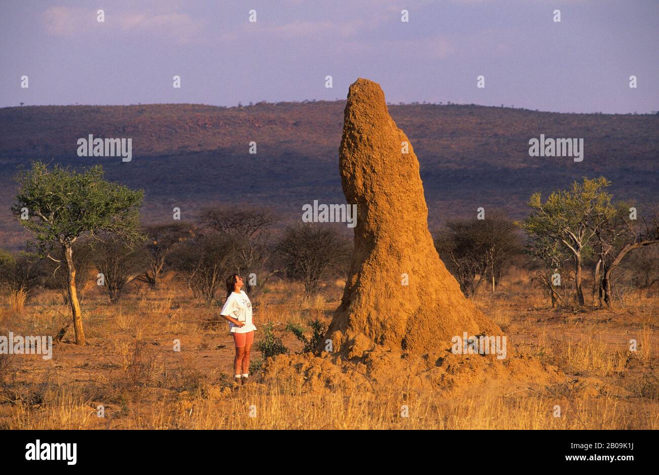 NAMIBIA, OKONJIMA, TERMITE HILL Stock Photo - Alamy