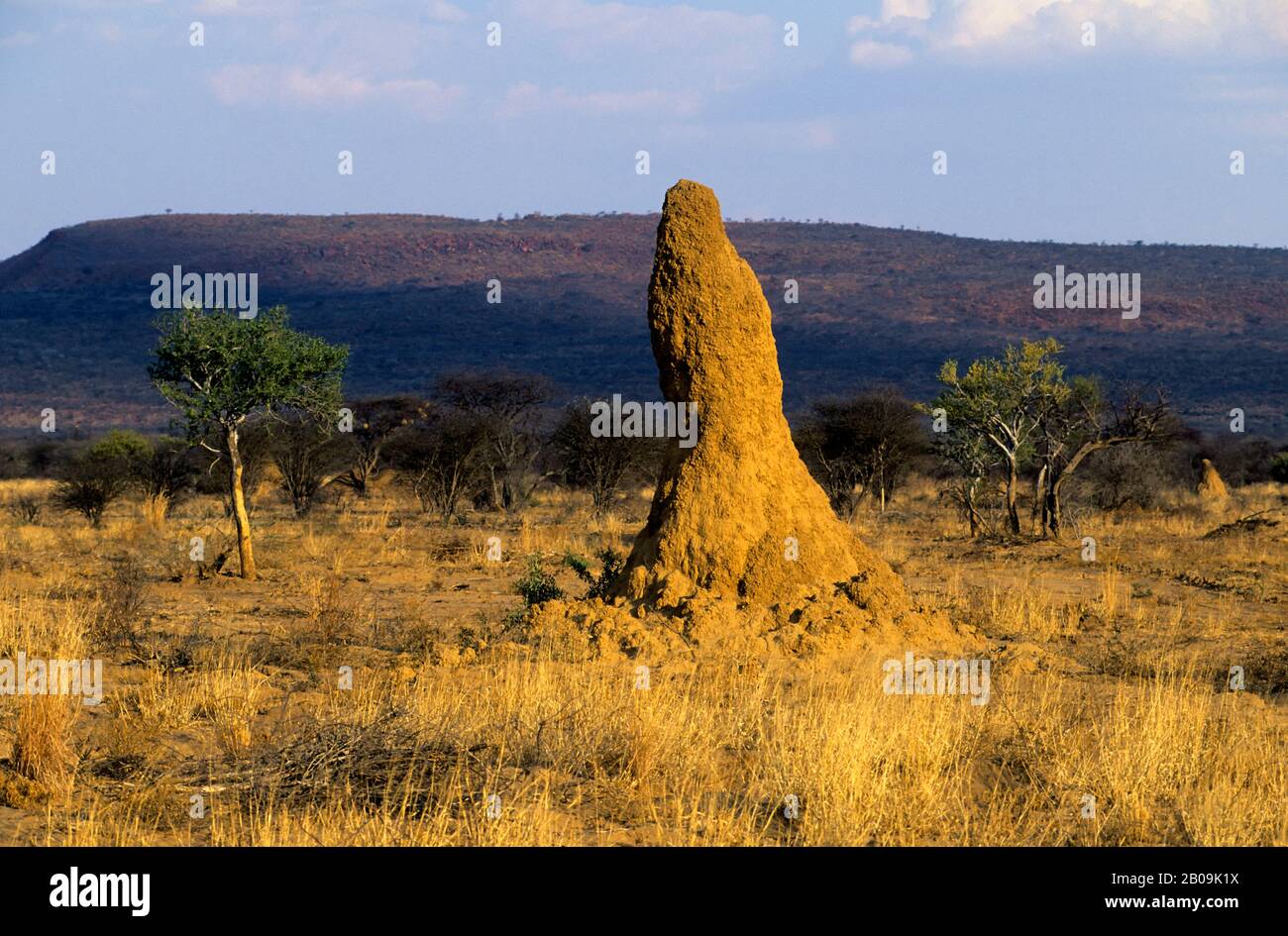 NAMIBIA, OKONJIMA, TERMITE HILL Stock Photo - Alamy