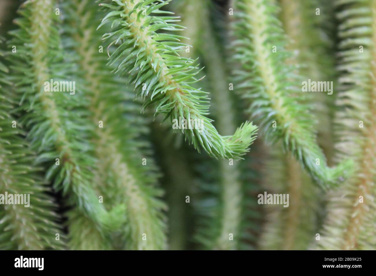 Fresh green Lycopodium squarrosum fern and rock tassel fern, club mode ...