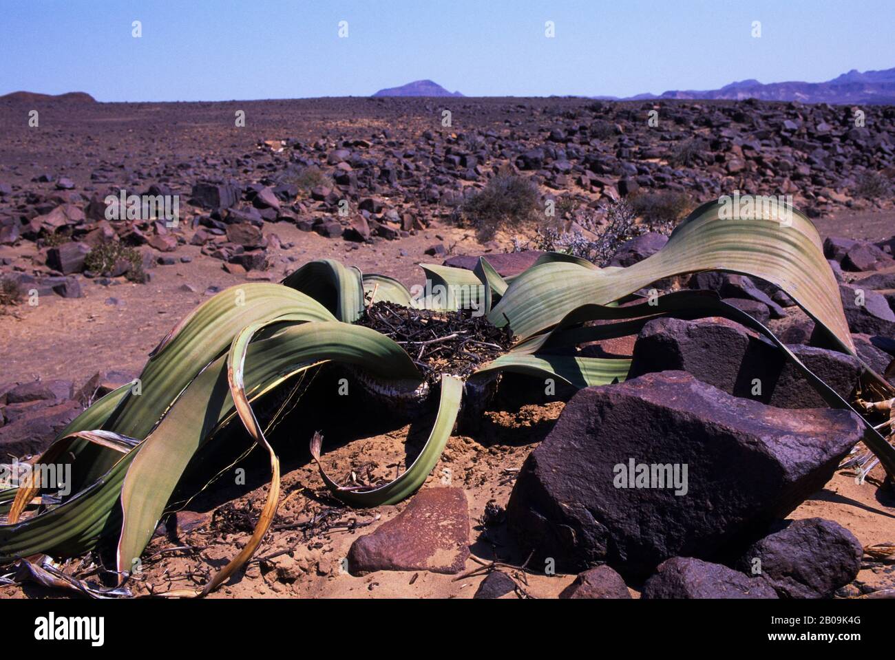 Kuidas valley hi-res stock photography and images - Alamy