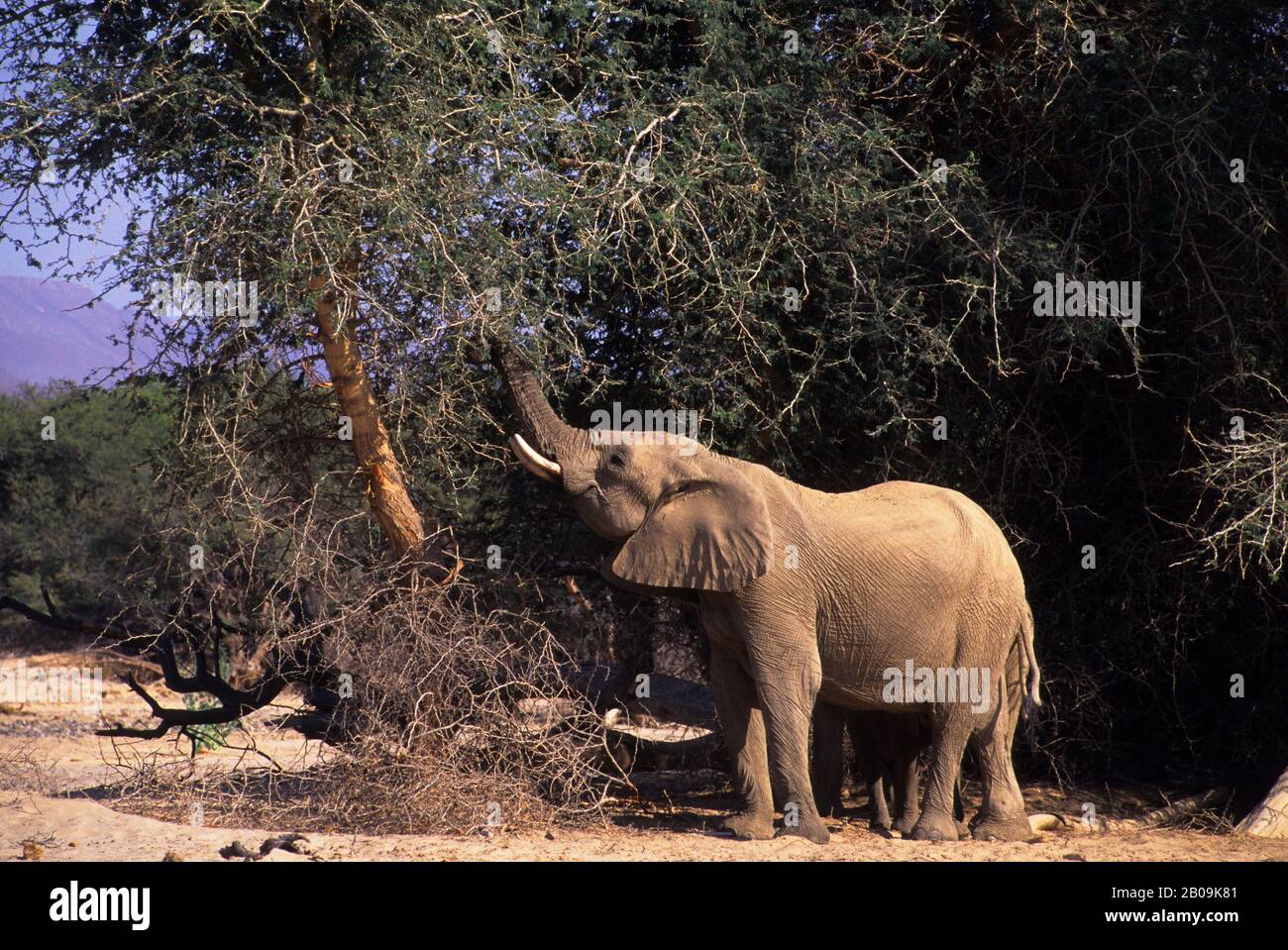 NAMIBIA, SKELETON COAST NATIONAL PARK, HUAB VALLEY, DESERT ELEPHANT ...