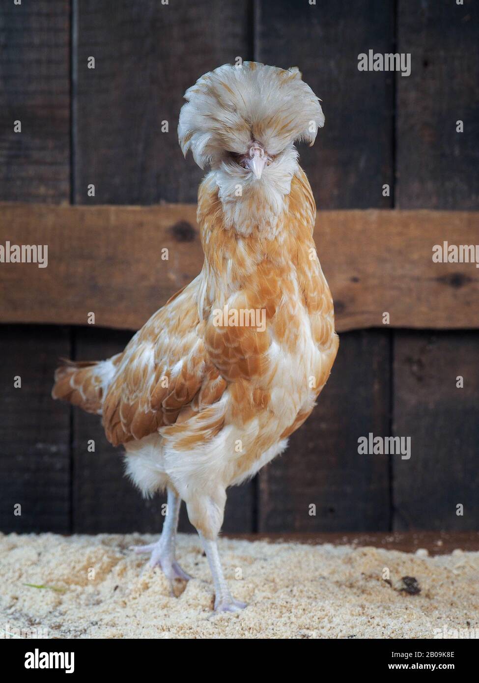Chicken Paduan High Resolution Stock Photography and Images - Alamy