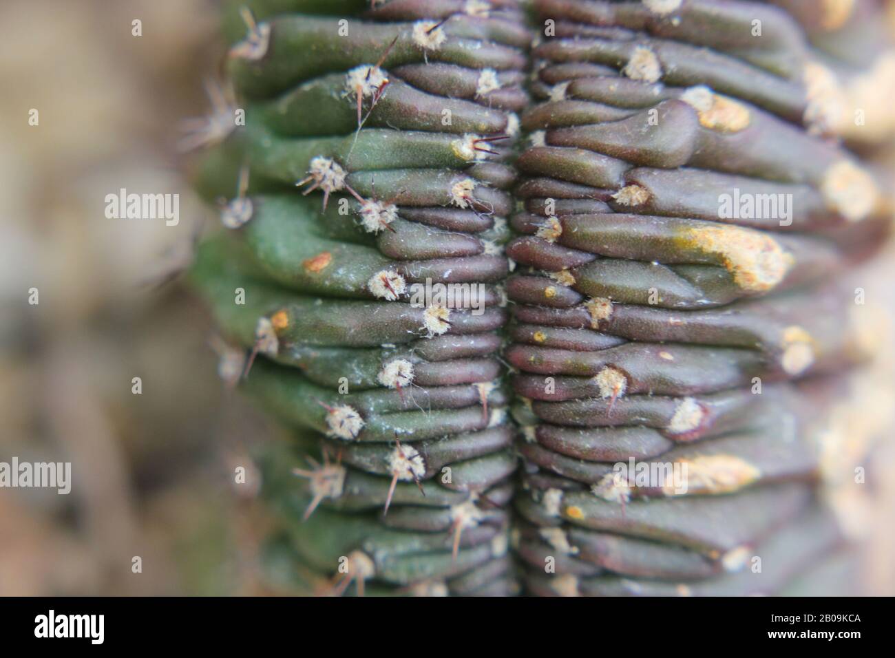 Spiky bones hi-res stock photography and images - Alamy