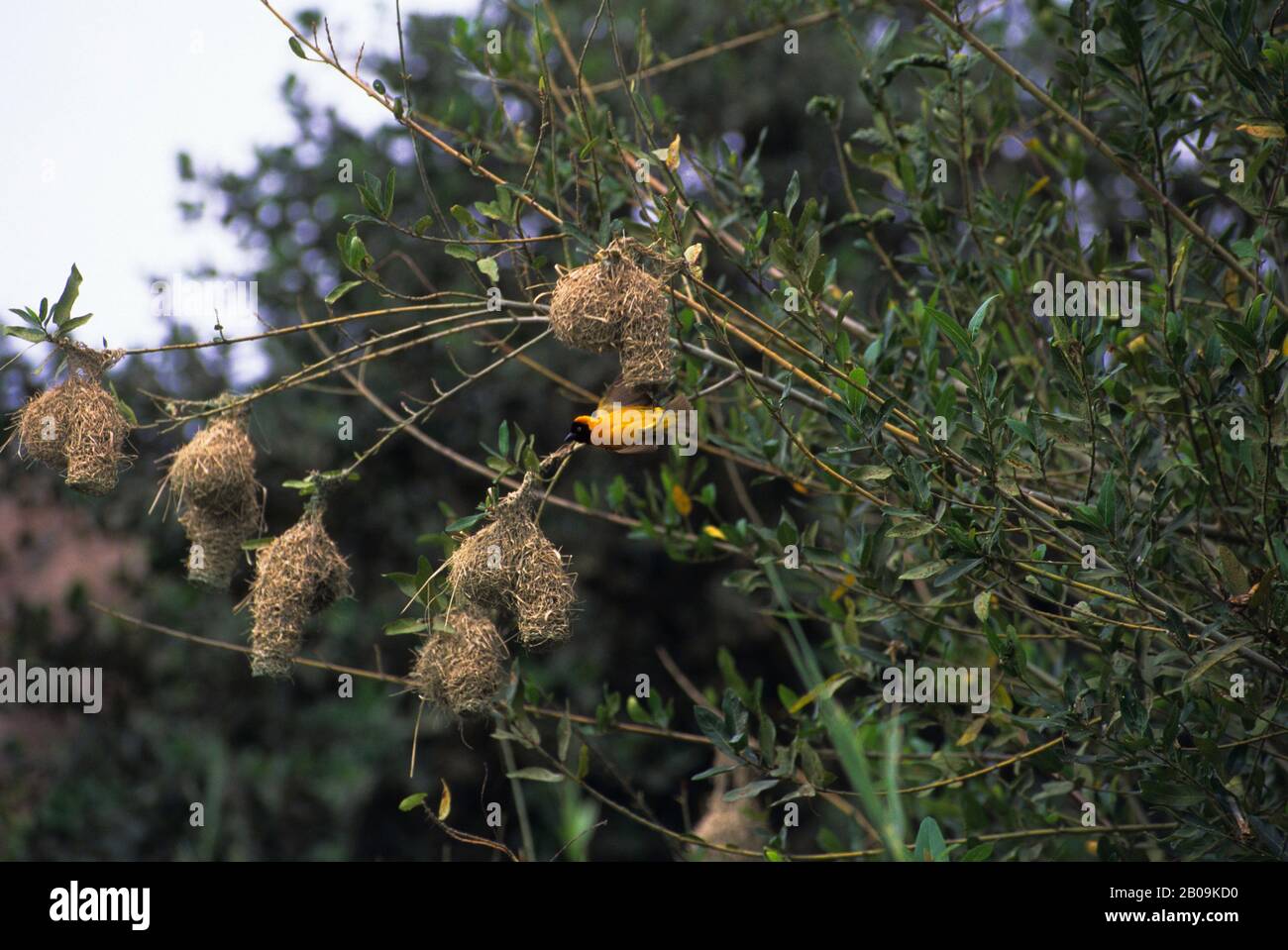 NAMIBIA, SKELETON COAST, KUNENE RIVER, MASKED WEAVER COLONY Stock Photo ...