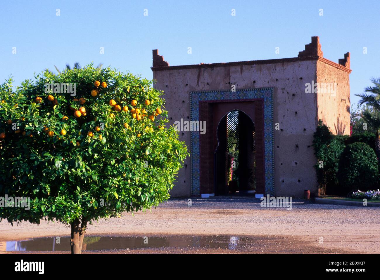 MOROCCO, NEAR MARRAKECH, ORANGE TREE Stock Photo - Alamy