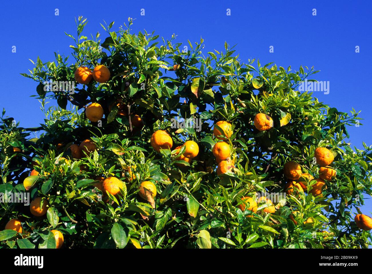 Orange tree fruit morocco hi-res stock photography and images - Alamy