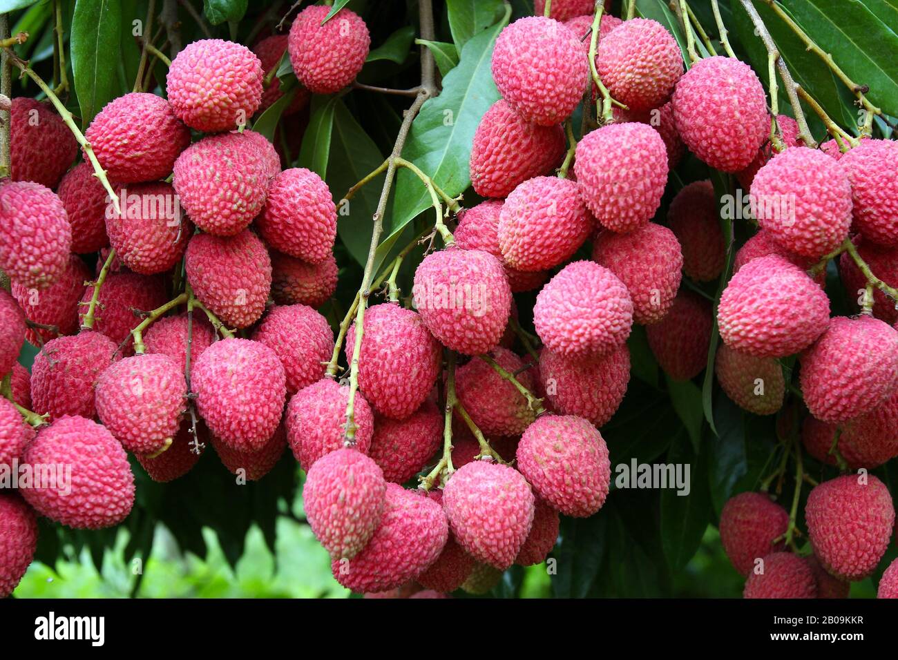 Lychee fruits ( Litchi chinensis), locally called Lichu. Dinajpur ...