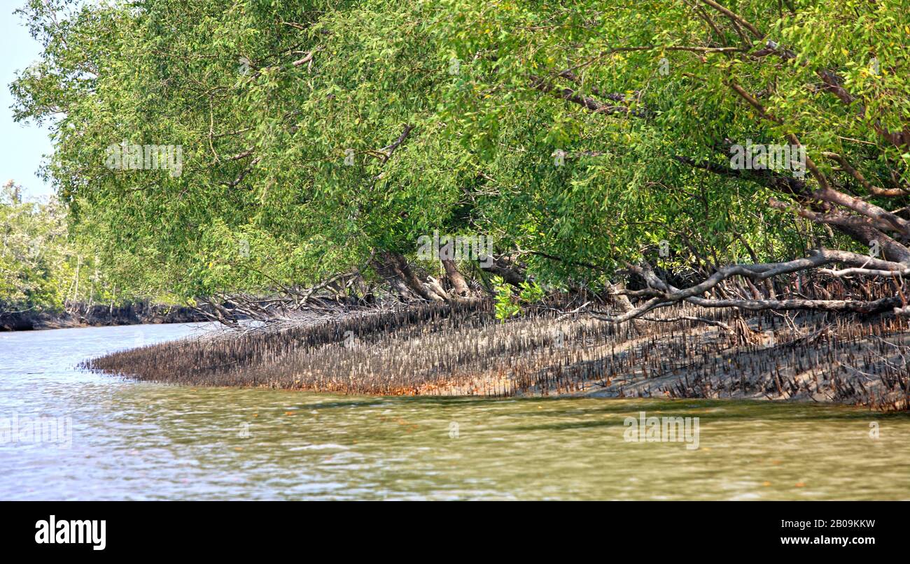 Sundarban, the largest littoral mangrove forest in the world. Khulna ...