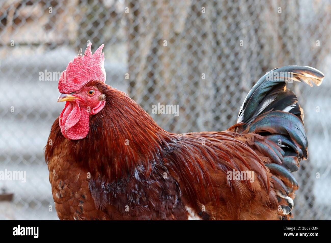 Red rooster on the free range farm, poultry concept. Portrait of the ...