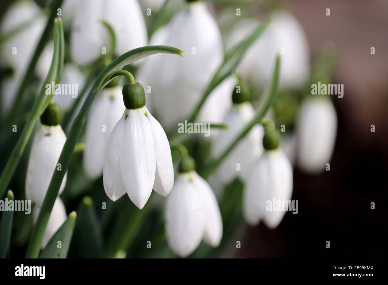 Snowdrop flowers close up. Spring symbol blooming in the forest Stock ...