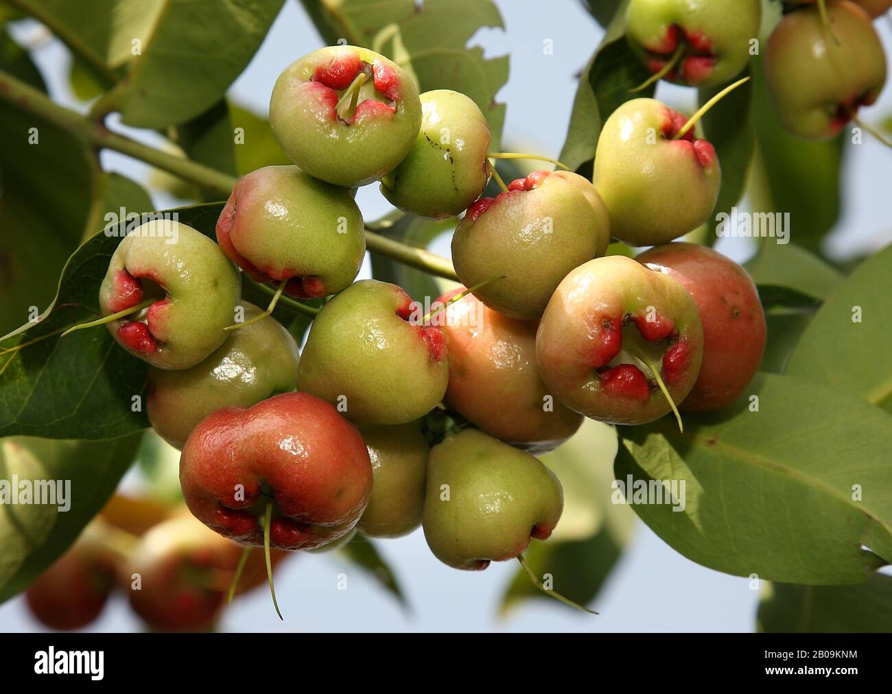 Star apples (Syzygium samarangense), locally known as Jamrul or Amruj ...