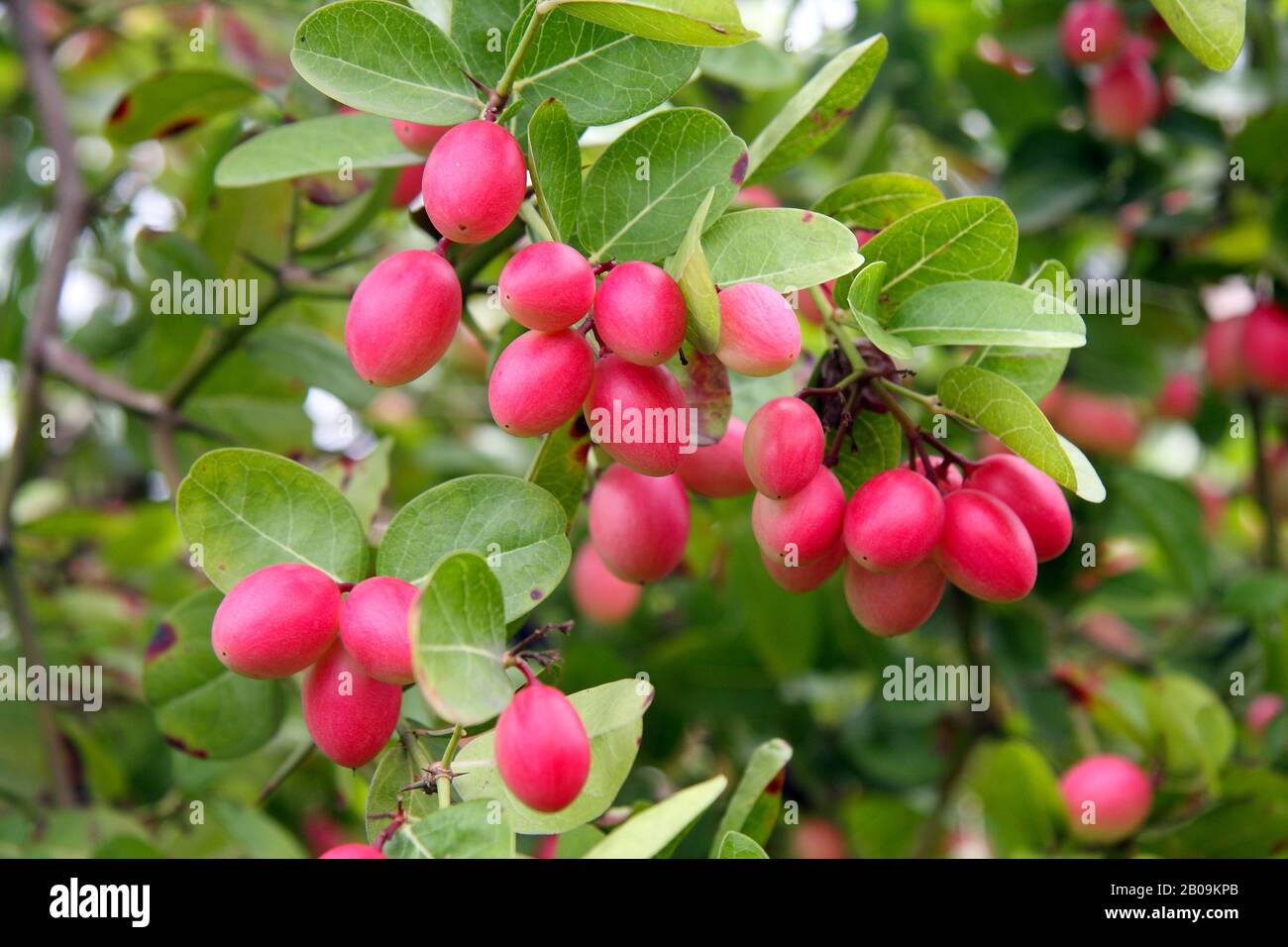 Crimson fruits, locally known as koromcha in Bangladesh. 2008 Stock ...
