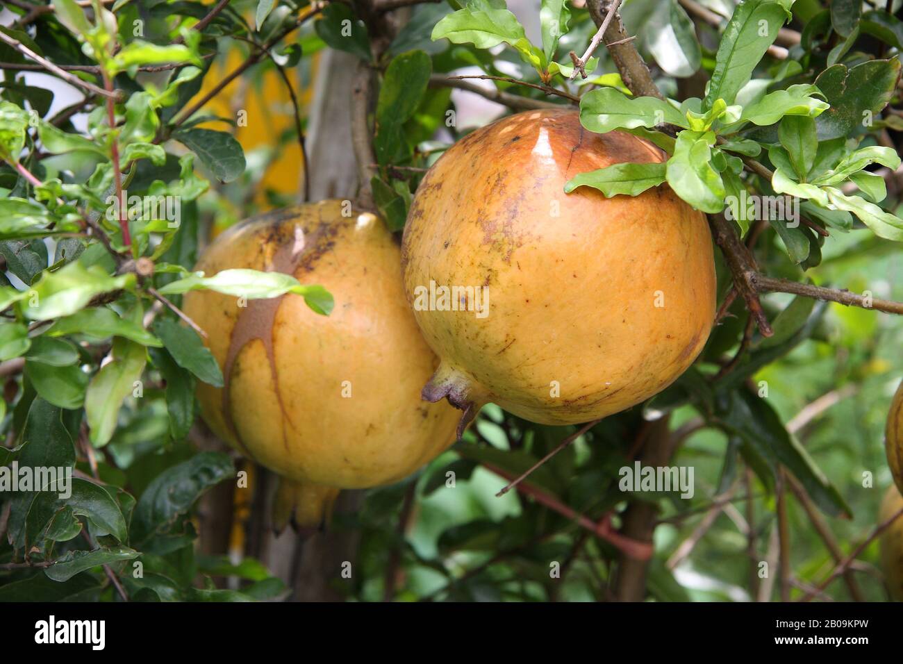 Anar fruit hi-res stock photography and images - Alamy