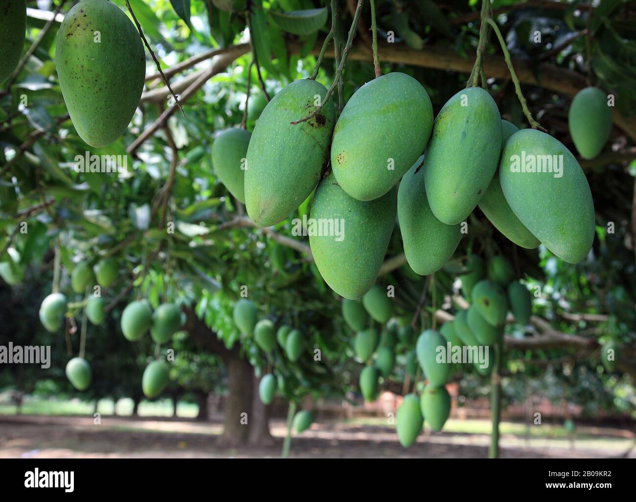 Rajshahi mango hi-res stock photography and images - Alamy