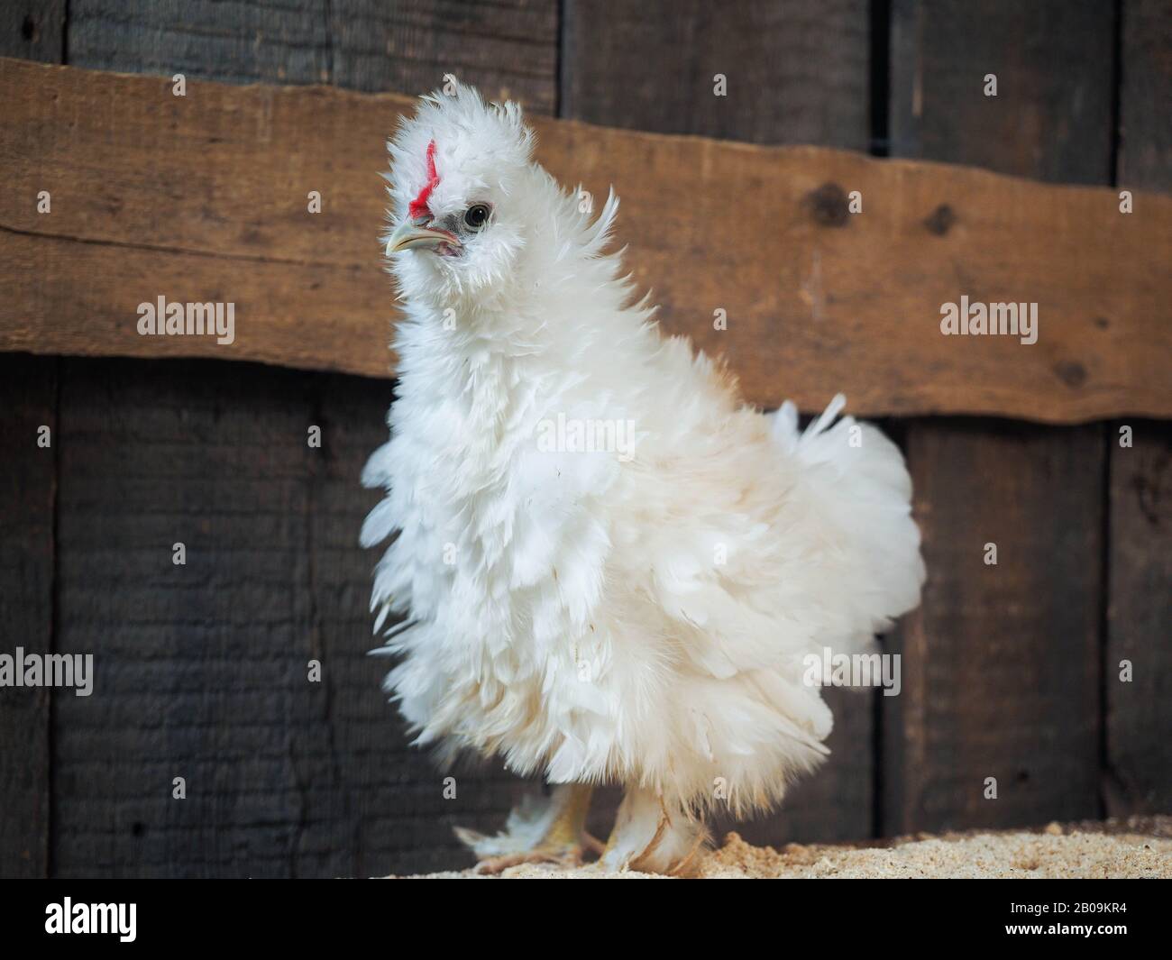 Unusual chickens with curly plumage. Portrait of a hen Stock Photo - Alamy