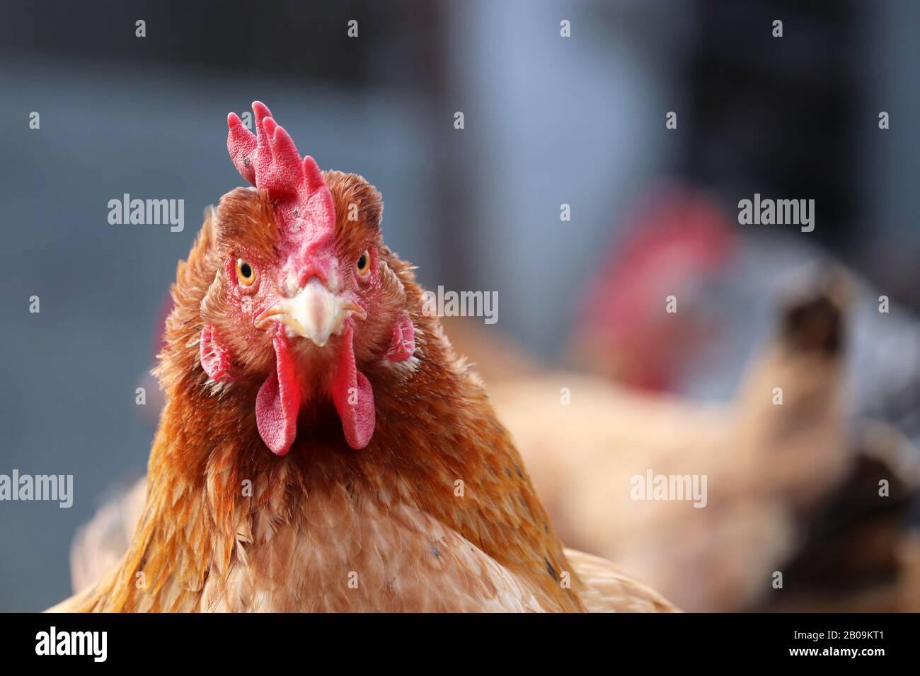 Chicken on the farm, poultry and household concept. Portrait of brown ...