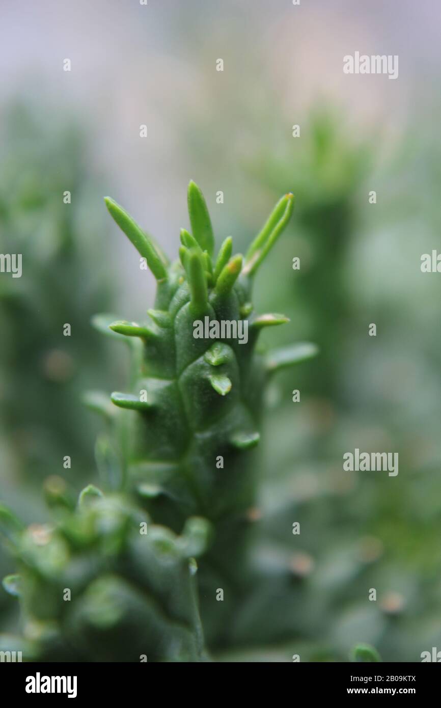 Bumpy succulent hi-res stock photography and images - Alamy