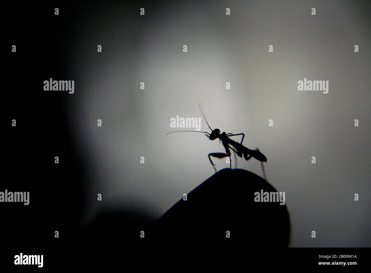 A silhouette of an ant. India. March 21, 2008 Stock Photo - Alamy