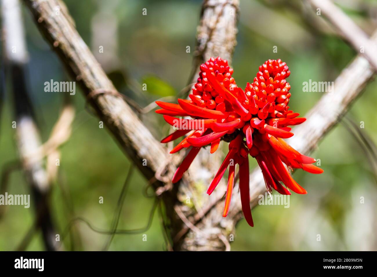 Coral tree flower hi-res stock photography and images - Alamy