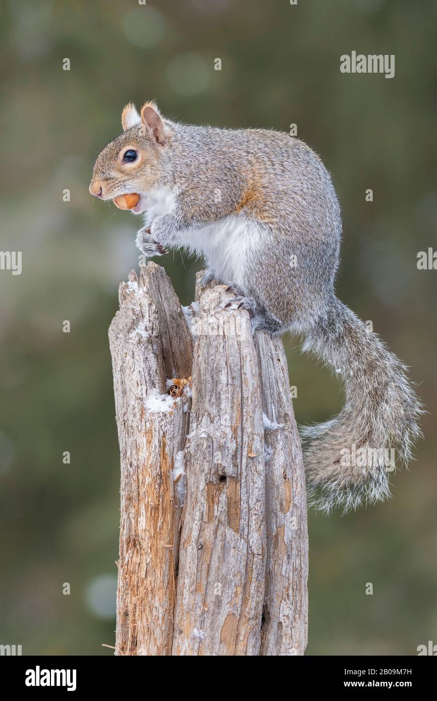 Gray squirrel (sciurus carolinensis) eating a hazelnut. Dakota County ...