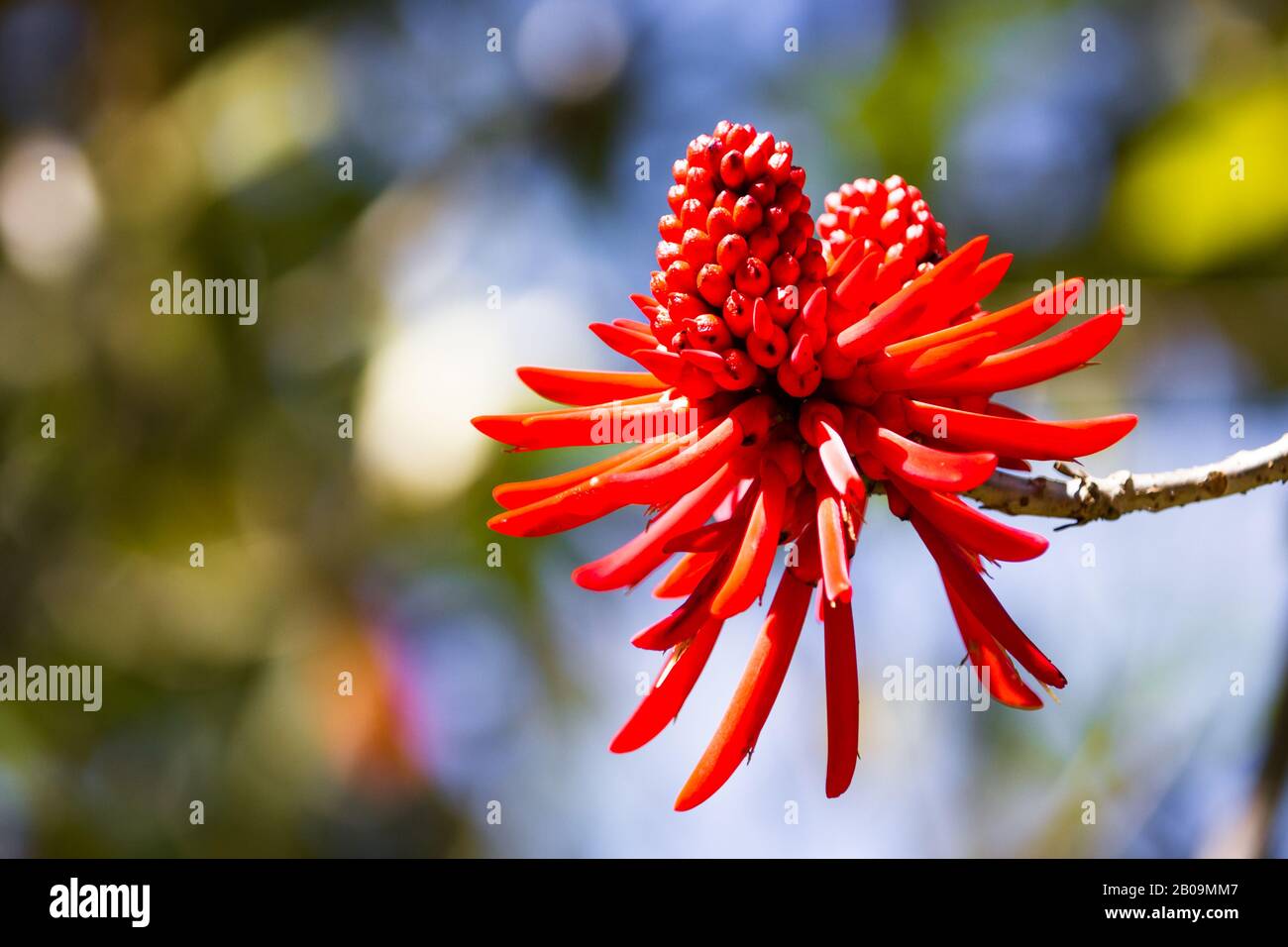 close up of a red coral tree flower in tropical Costa Rica Stock Photo ...