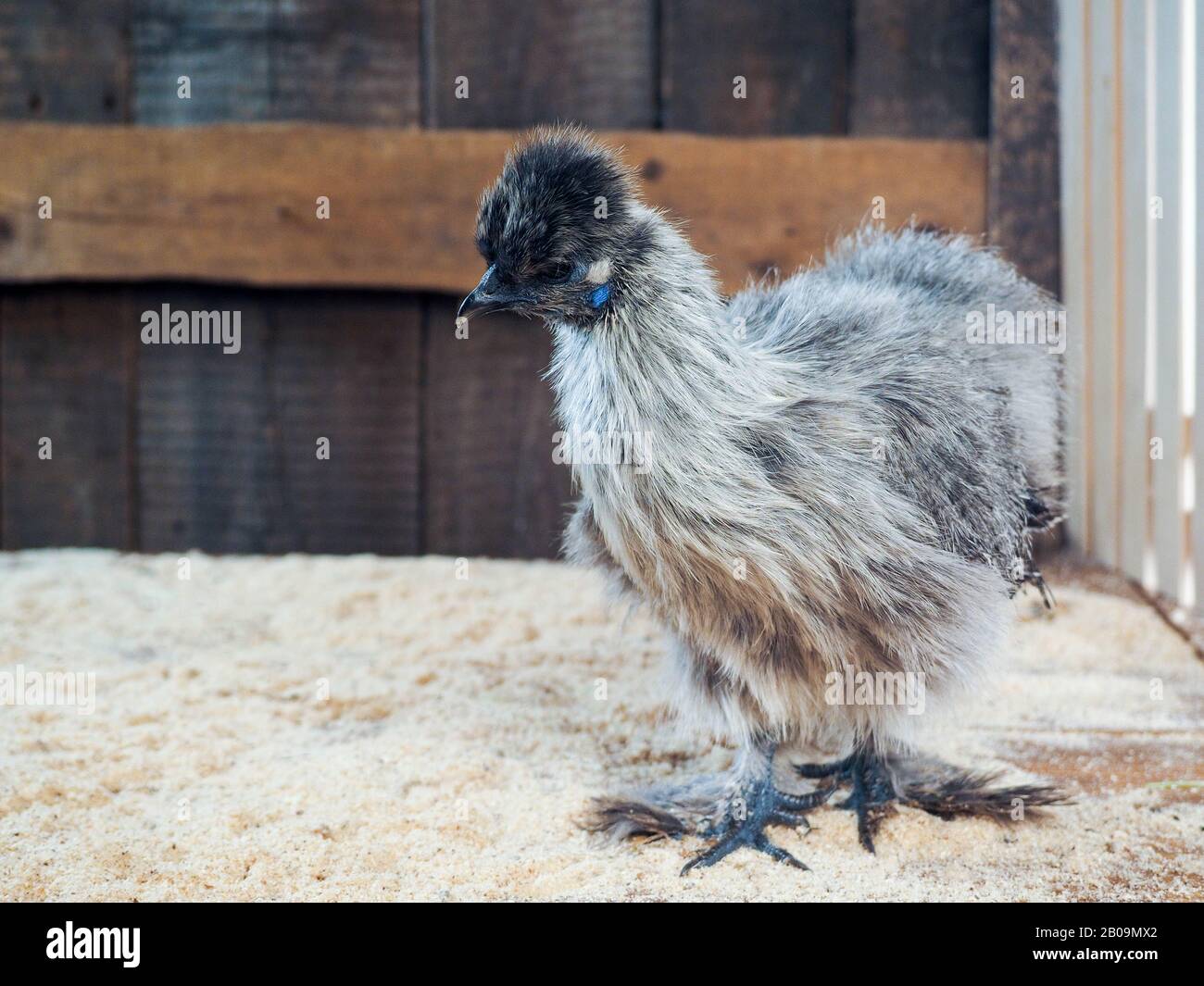 Amazing fluffy chickens. Breed Chinese silk, very unusual birds Stock ...