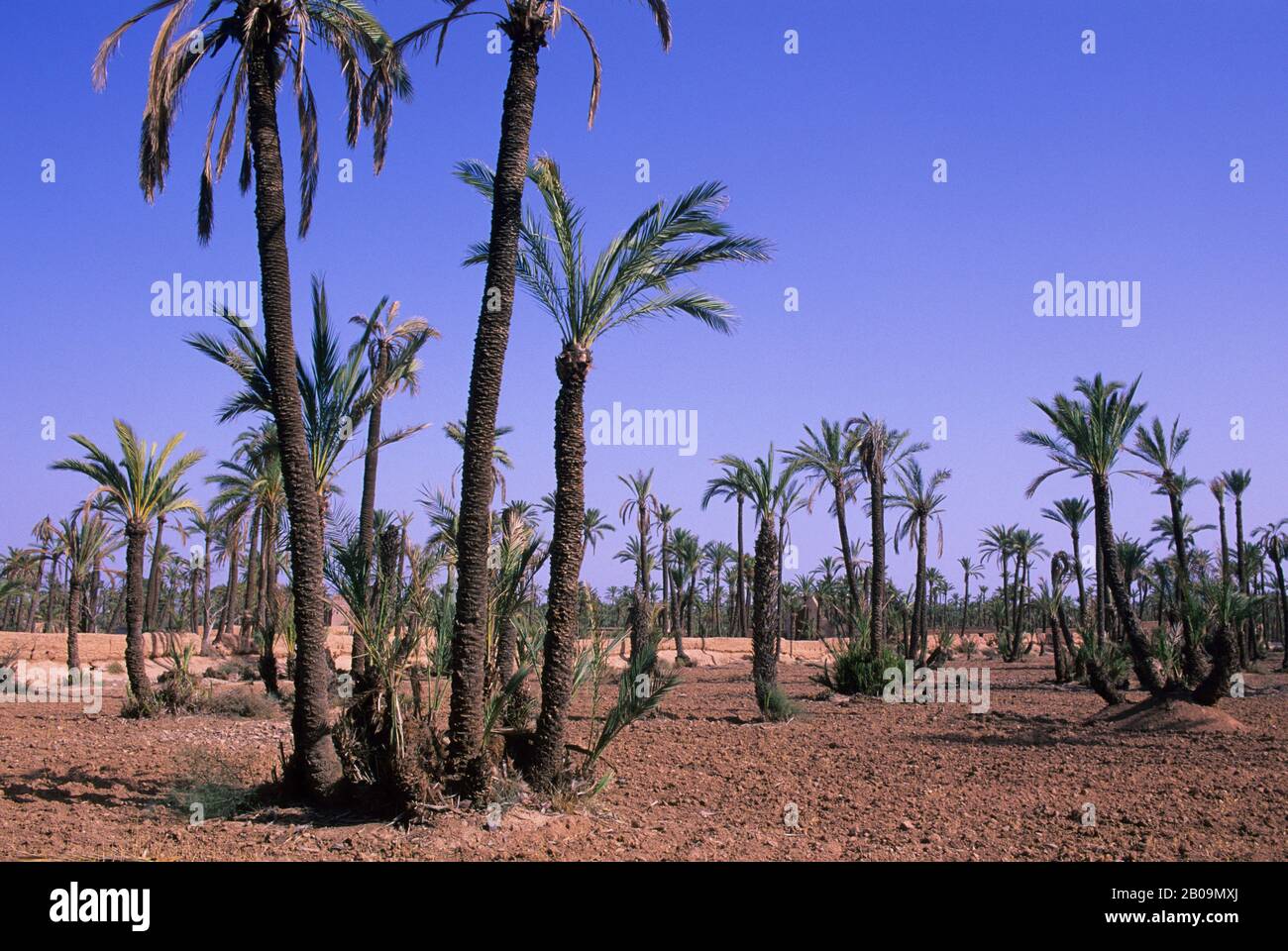 MOROCCO, MARRAKECH, DATE PALM TREES Stock Photo - Alamy