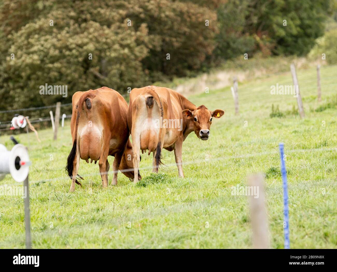 Norman Cow High Resolution Stock Photography and Images - Alamy