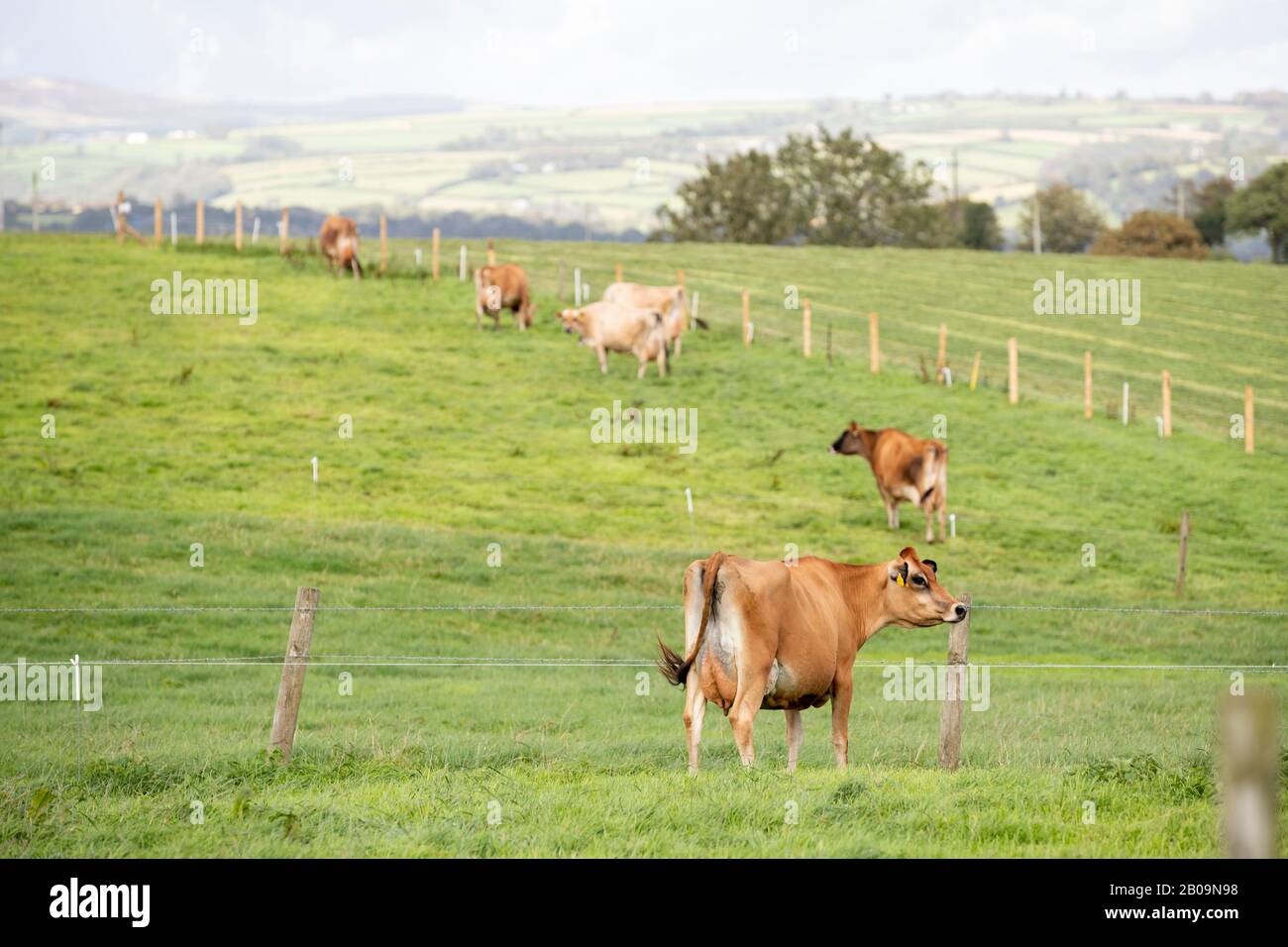 Norman Cow High Resolution Stock Photography and Images - Alamy