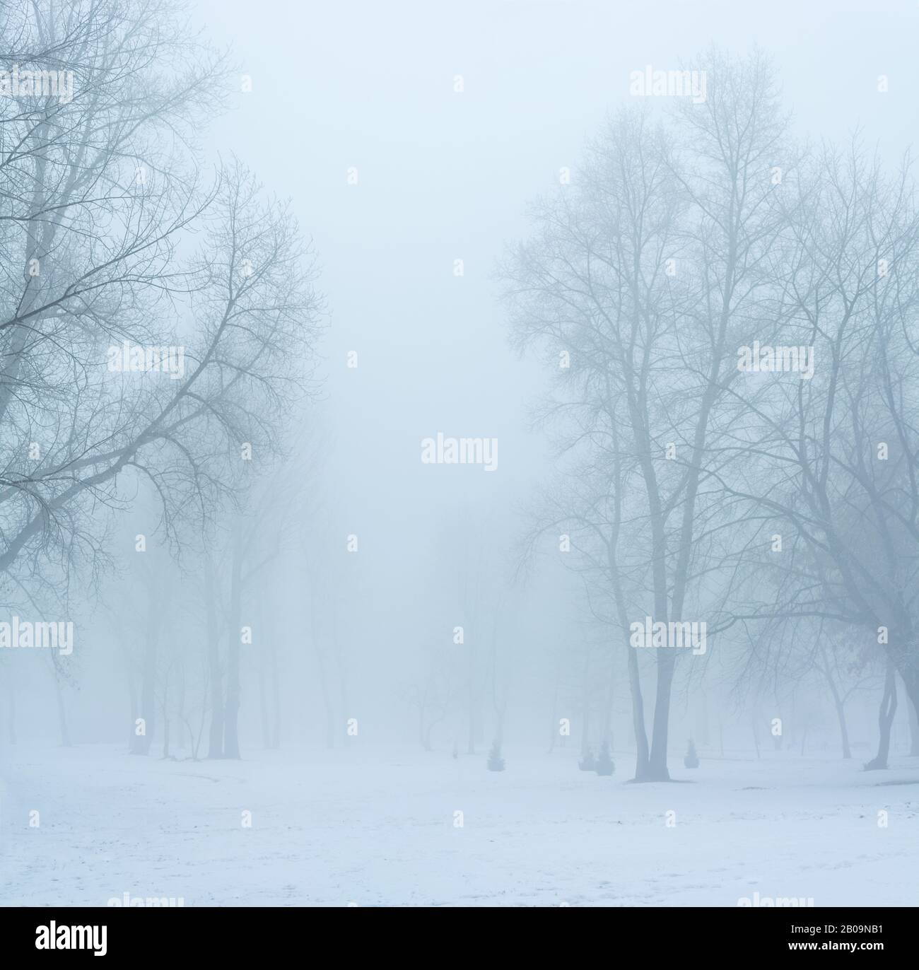 winter landscape, trees in the frost Stock Photo - Alamy