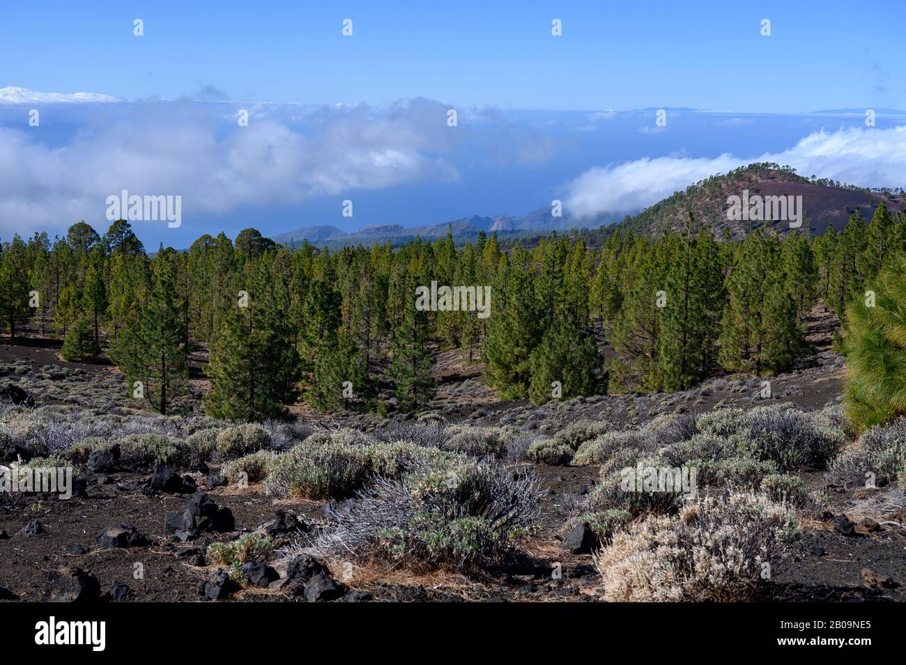 Long pine needle shrub hi-res stock photography and images - Alamy