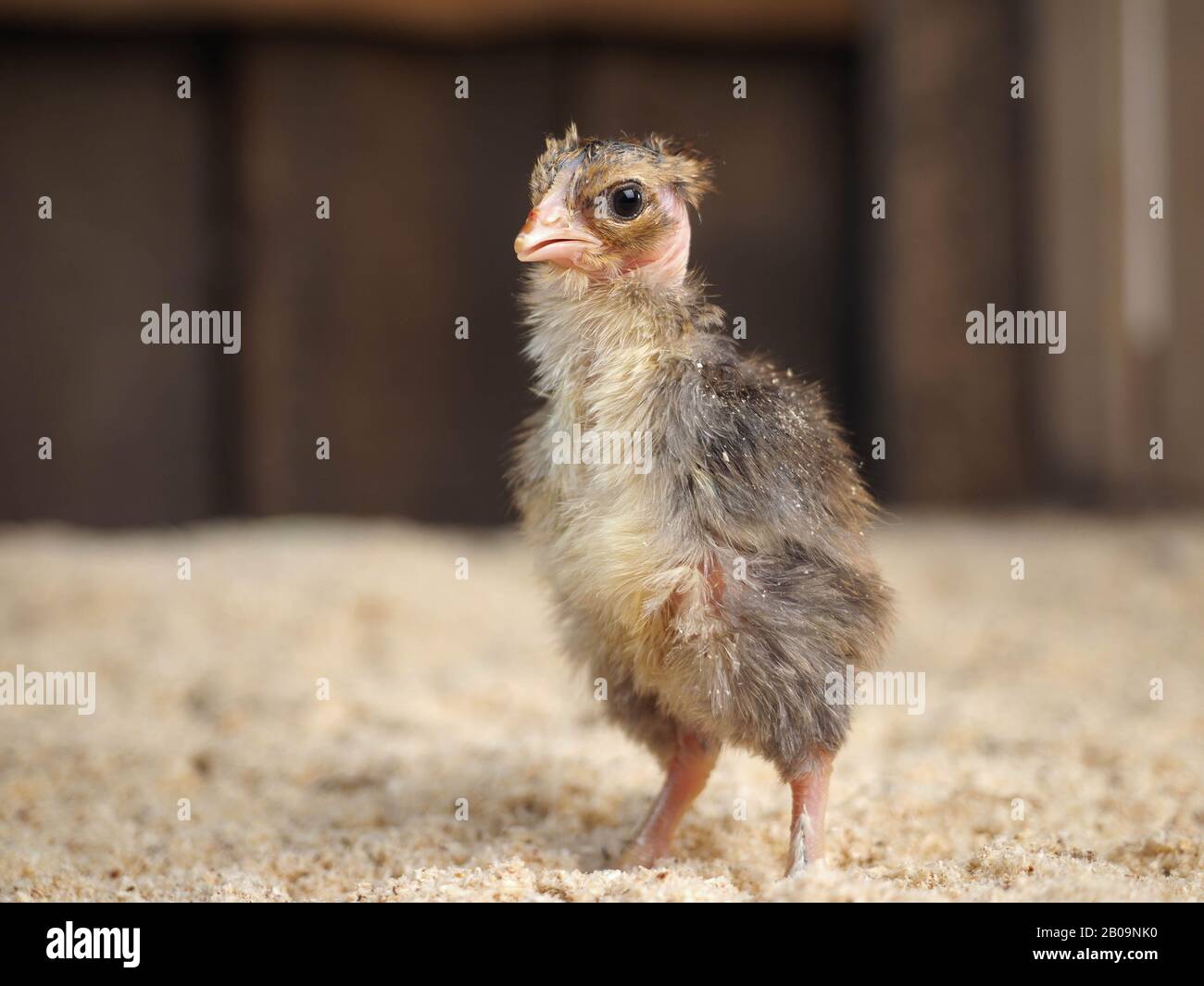 Unusual chicken breed Golosheynaya chicken. Portrait of a chick Stock ...
