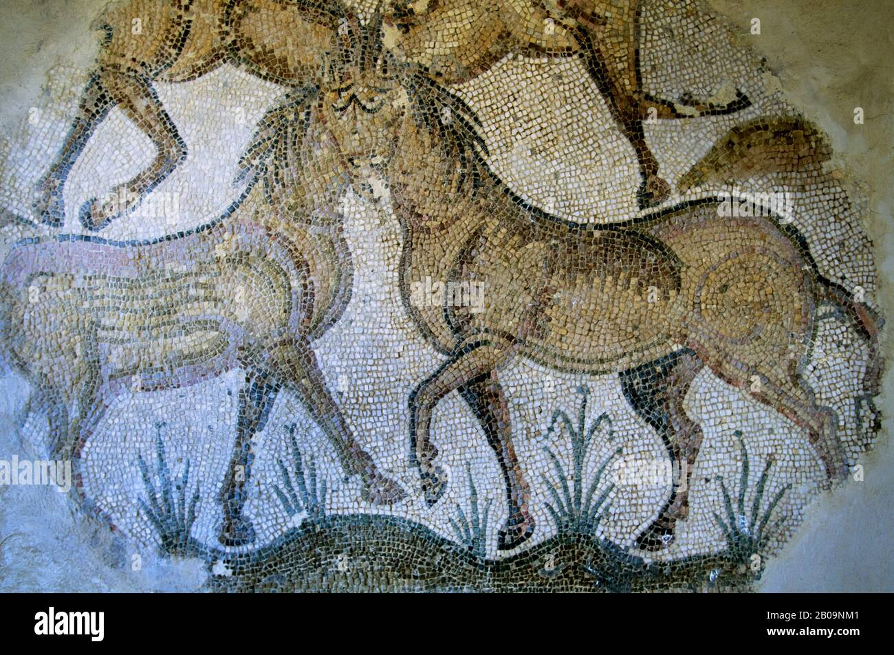 Roman mosaics horses hi-res stock photography and images - Alamy