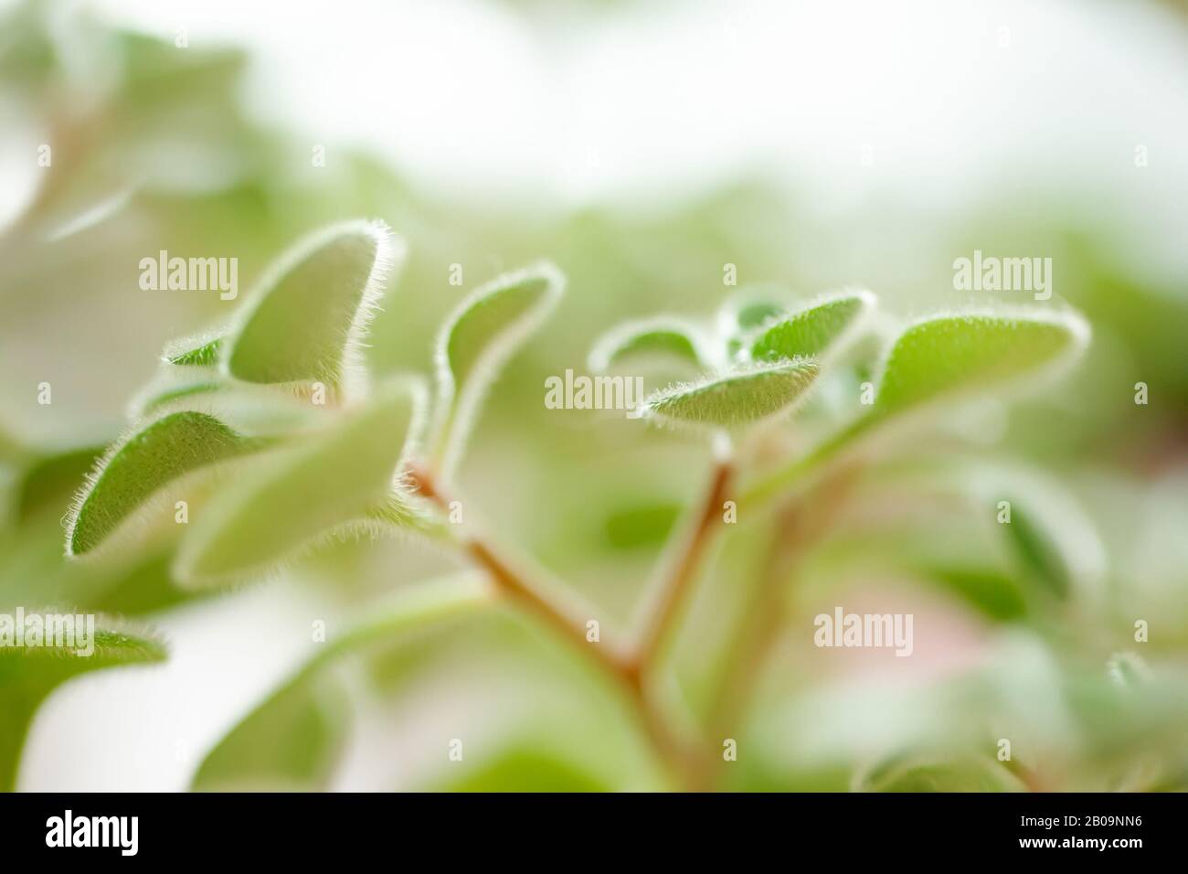 Mostly native plants hi-res stock photography and images - Alamy