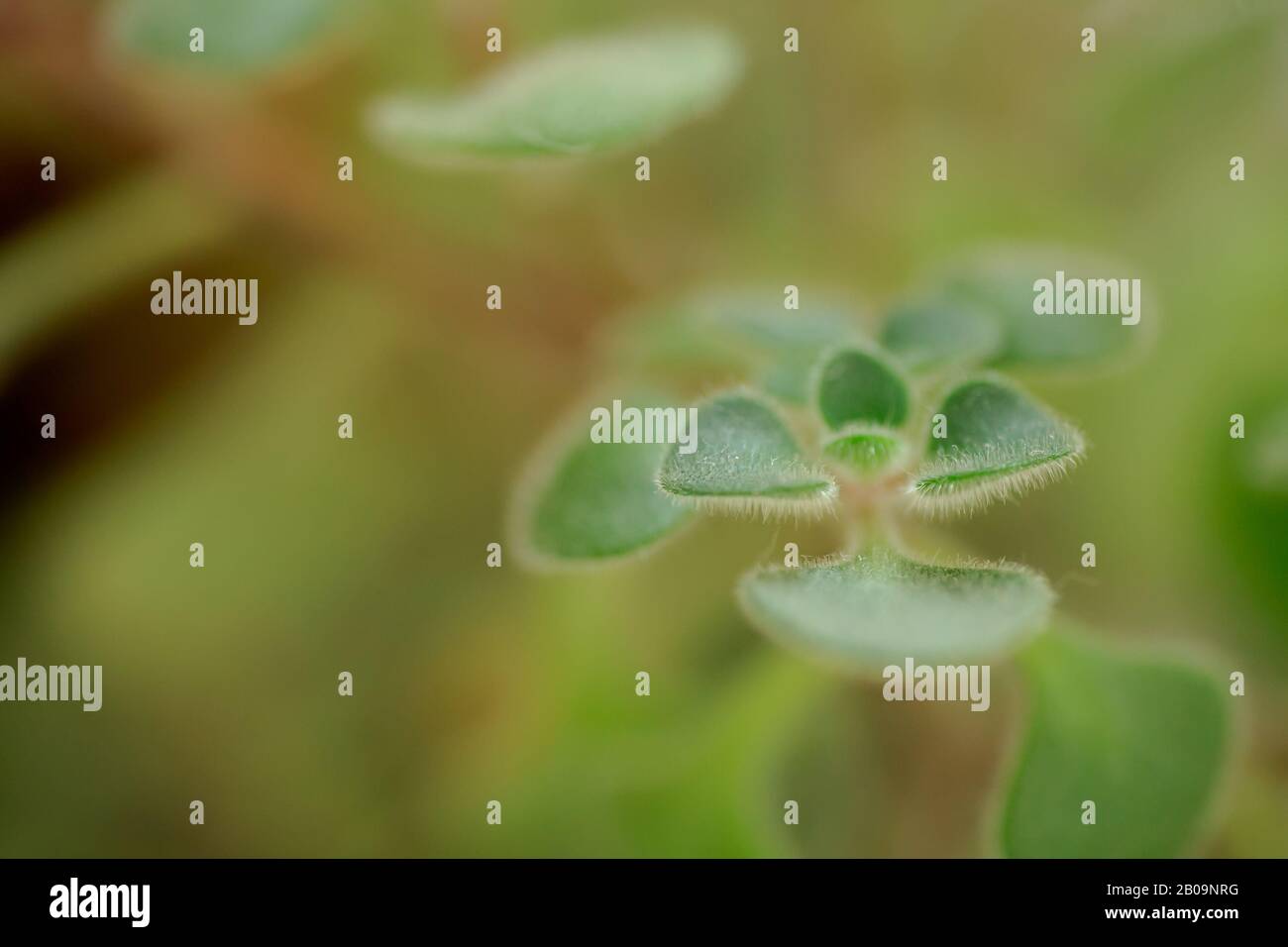 Green fluffy leaves of Aichryson, a tree of love close-up. is genus ...