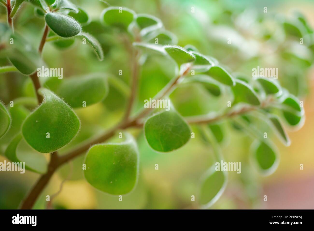 Green fluffy leaves of Aichryson, a tree of love close-up. is genus ...