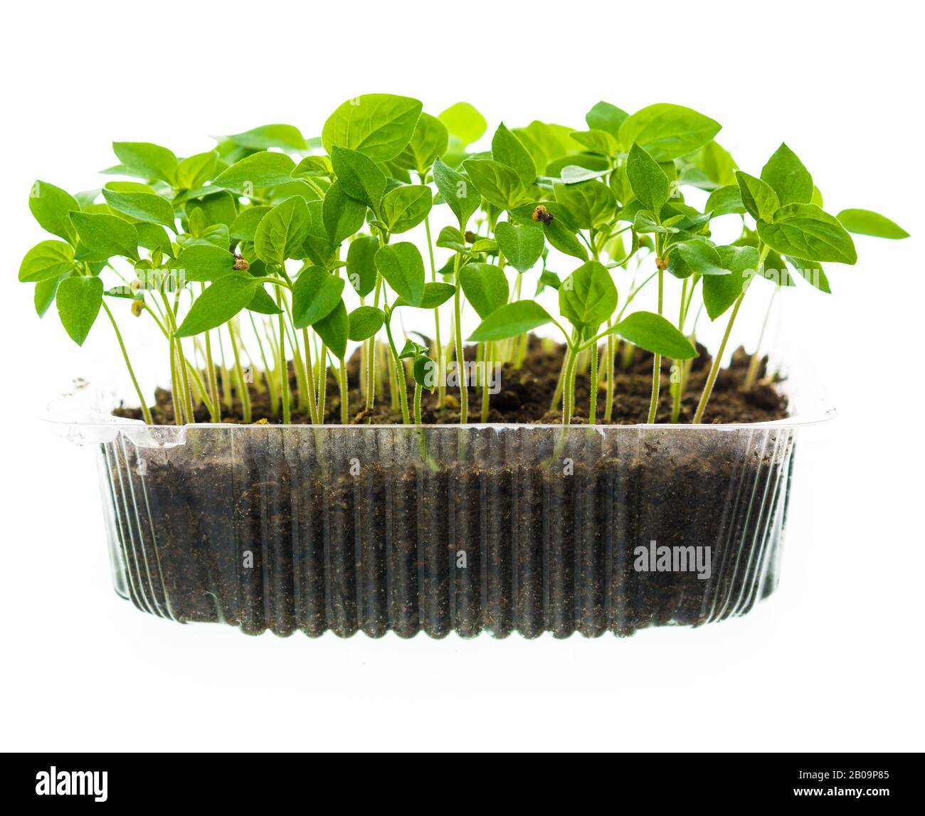 Fresh sprouts ( seedlings ) in a plastic box on a white background ...
