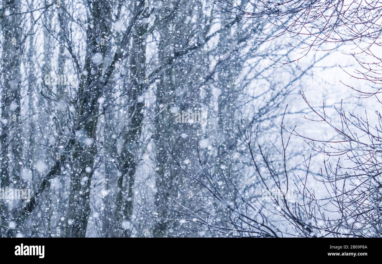 Snowing landscape, winter holiday concept - Fairytale fluffy snow ...