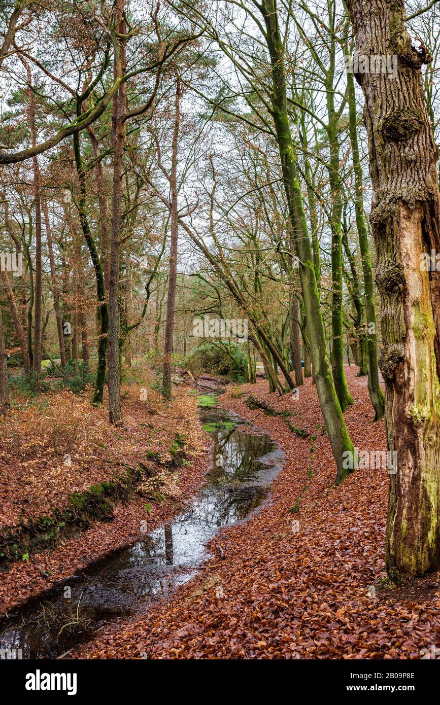 Nature park Zeisterbos around Hertenkamp in Zeist, Netherlands Stock ...
