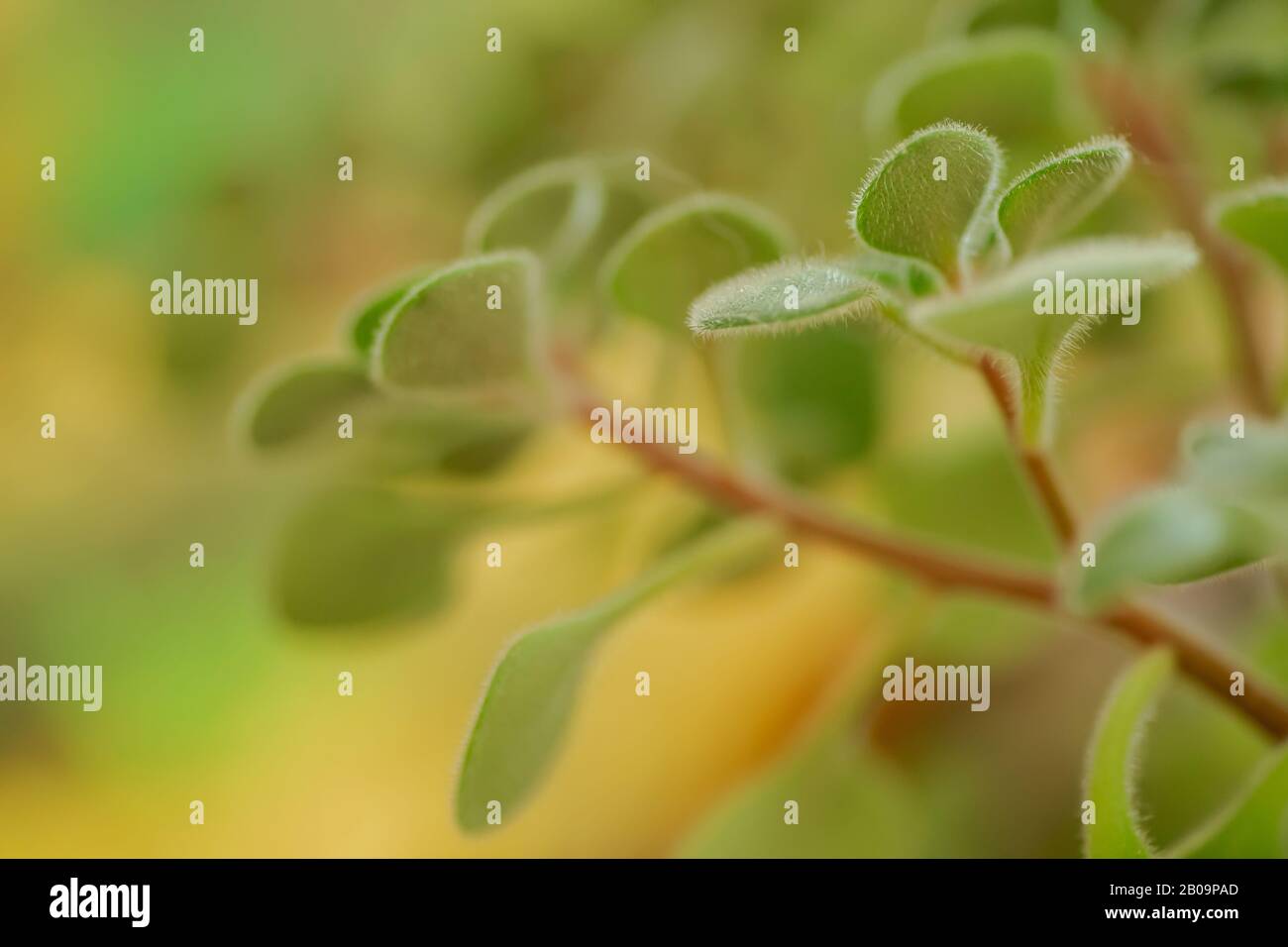 Green fluffy leaves of Aichryson, a tree of love close-up. is genus ...