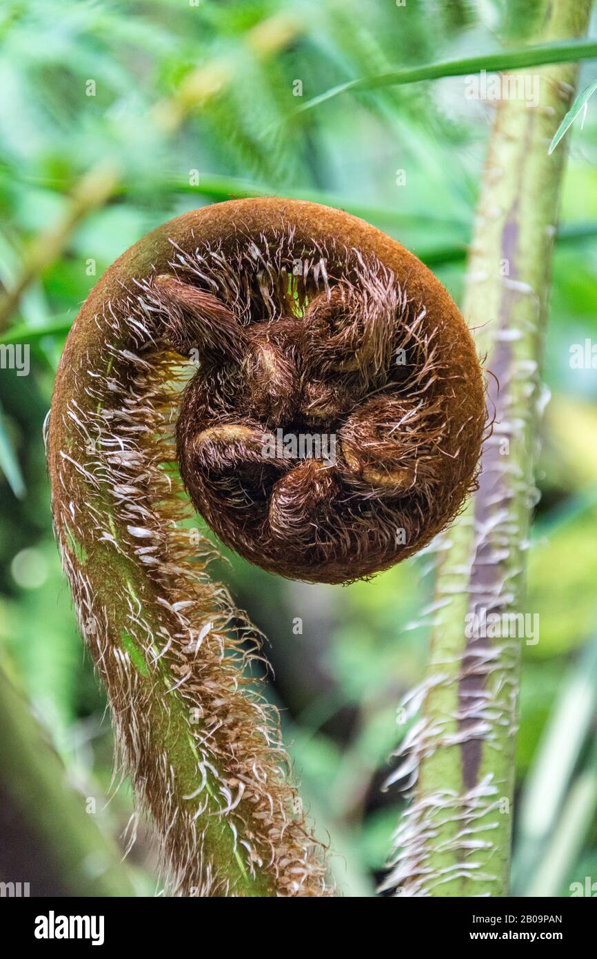 closeup of a sprout unrolling Stock Photo - Alamy