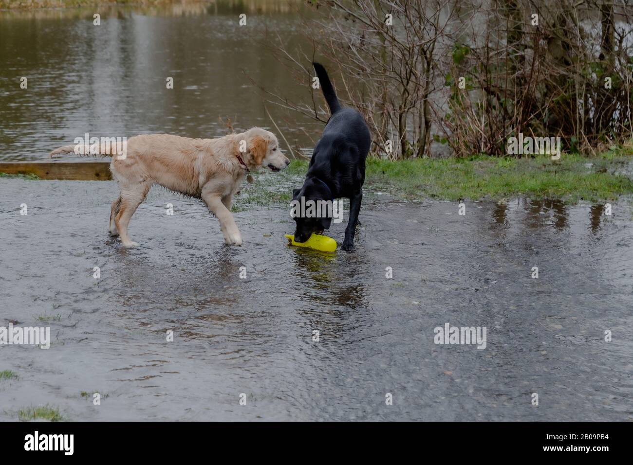 Dogs under water hi-res stock photography and images - Alamy