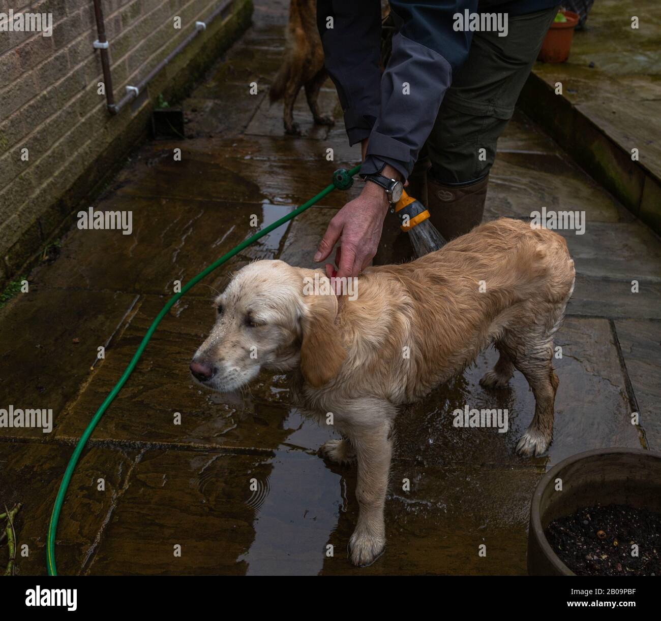 Hosing down a dog hi-res stock photography and images - Alamy